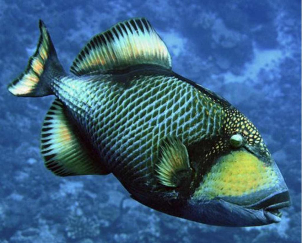 Cá bò - Đặc điểm nhận dạng và những món ăn ngon từ cá bò