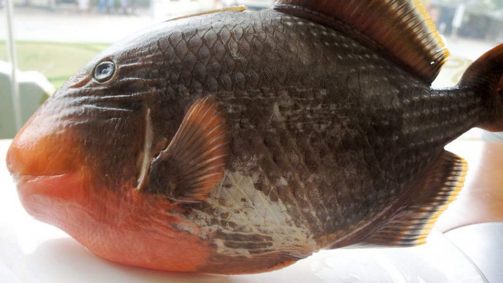 Cá bò - Đặc điểm nhận dạng và những món ăn ngon từ cá bò