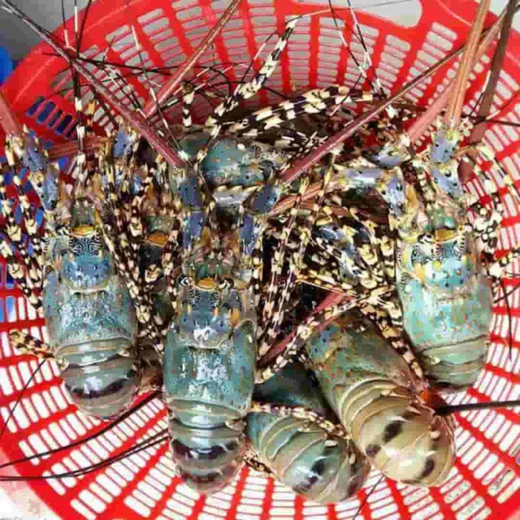 Tôm hùm bông và địa chỉ mua tôm hùm bông tại Hà Nội